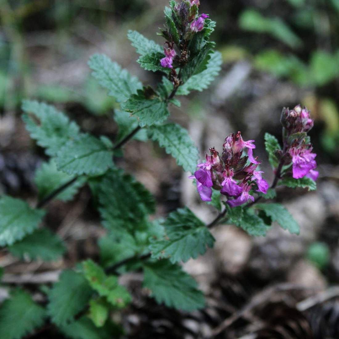 WALL GERMANDER Herb 1lb 454g ORGANIC Dried Bulk Tea | Etsy