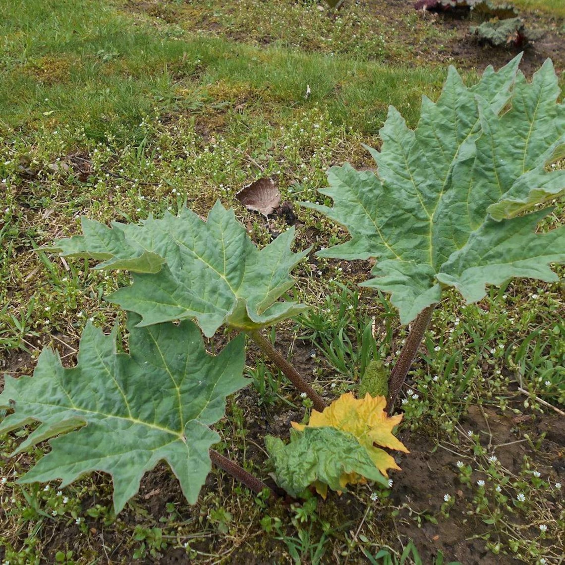 RHUBARB Root 1lb 454g ORGANIC Dried Bulk Herb Rheum | Etsy