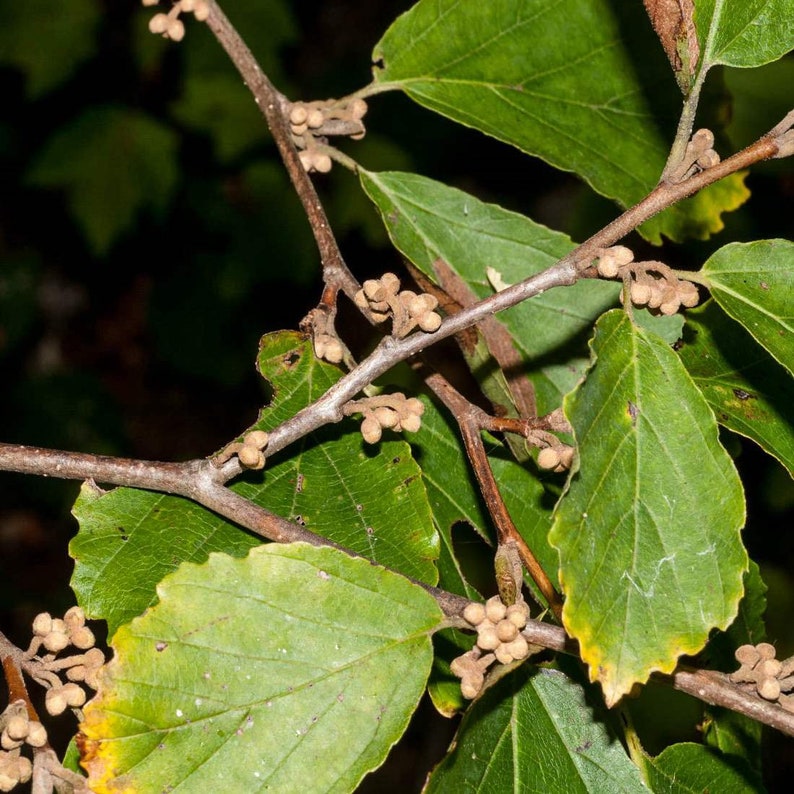 WITCH HAZEL Bark 2oz 57g ORGANIC Dried Bulk Herb Hamamelis - Etsy