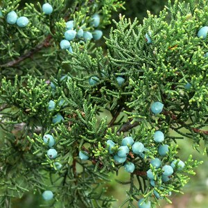 JUNIPER Berries 1lb 454g ORGANIC Dried Bulk Herb, Juniperus Communis ...