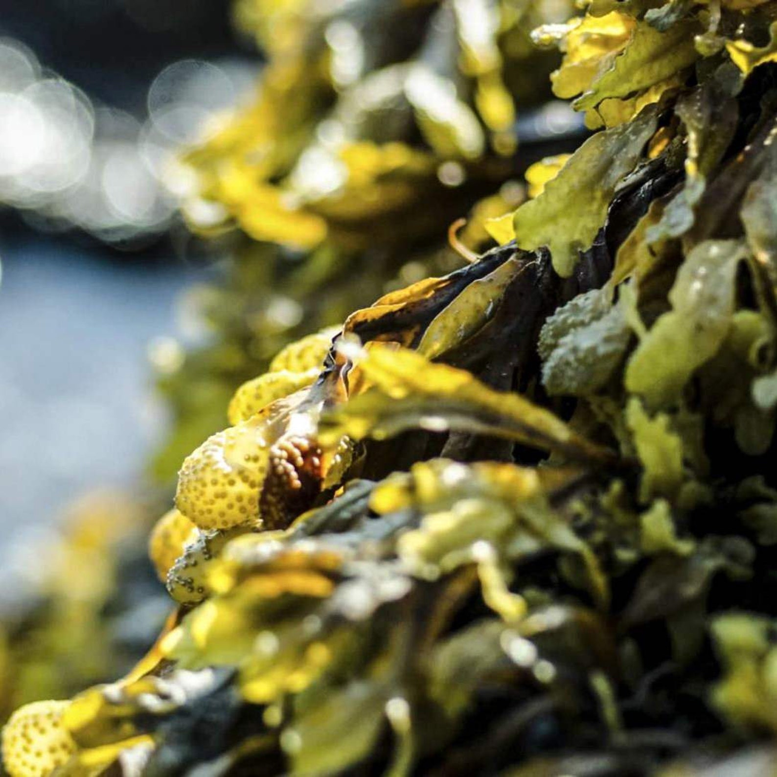 BLADDERWRACK Plant 4lb 1814g ORGANIC Dried Bulk Herb Fucus - Etsy