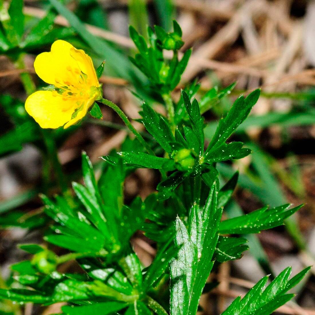 TORMENTIL Herb 2oz 57g ORGANIC Dried Bulk Tea Potentilla - Etsy UK