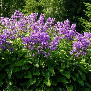 WOOD BETONY Root 4lb 1814g ORGANIC Dried Bulk Herb, Stachys Officinalis ...