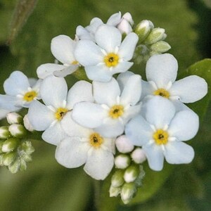 Forget Me Not Herb 2oz 57g ORGANIC Dried Bulk Tea, Myosotis Arvensis ...