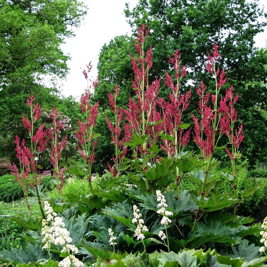 RHUBARB Root 1lb 454g ORGANIC Dried Bulk Herb Rheum | Etsy