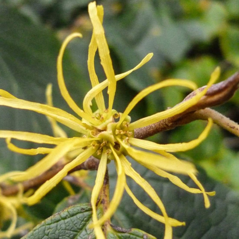 WITCH HAZEL Bark 8oz 227g ORGANIC Dried Bulk Herb Hamamelis | Etsy