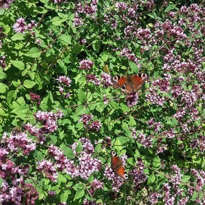MAJORANA Leaf 4oz 113g ORGANIC Dried Bulk Spice, Origanum Majorana ...
