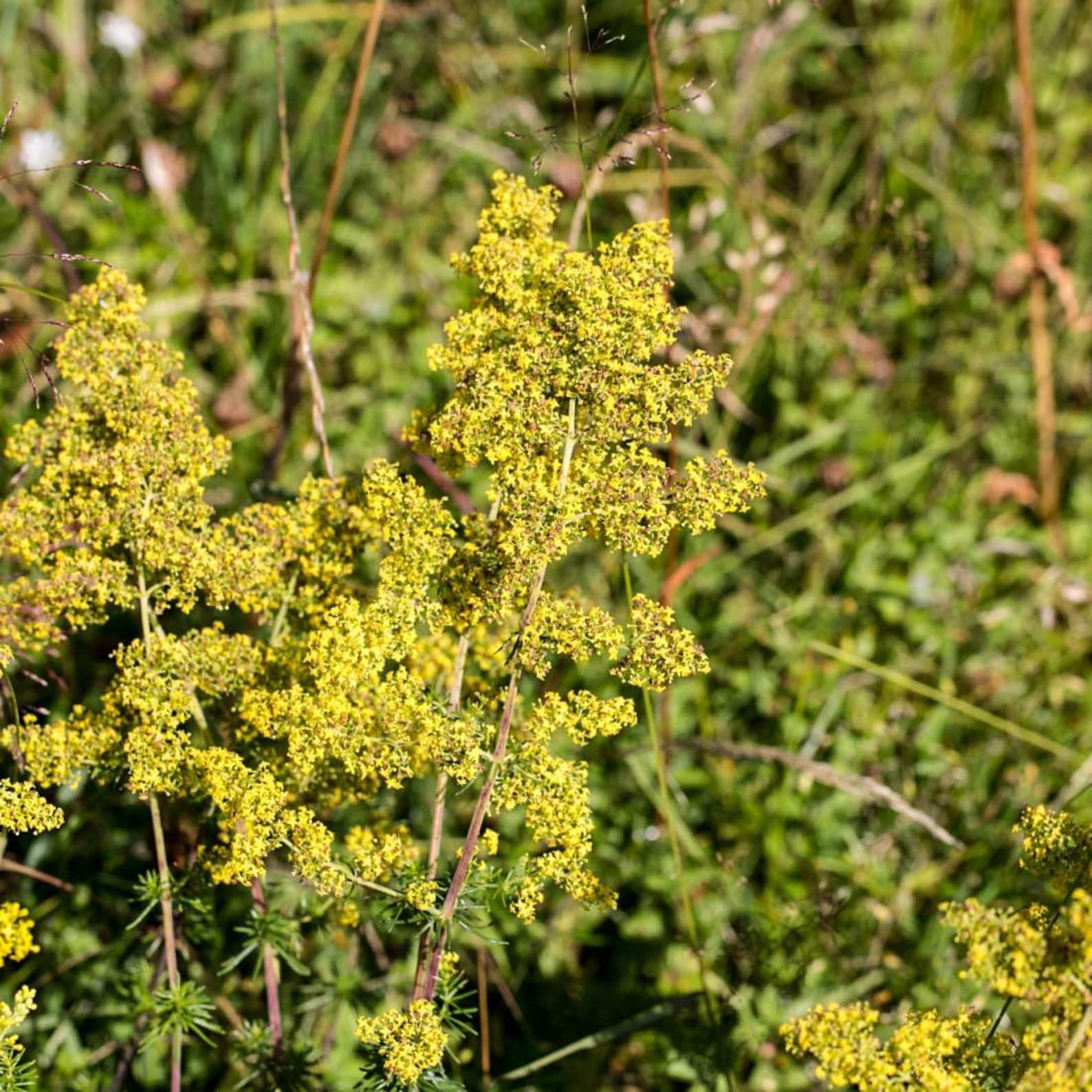 LADIES BEDSTRAW Flower 2lb 907g ORGANIC Dried Bulk Herb - Etsy