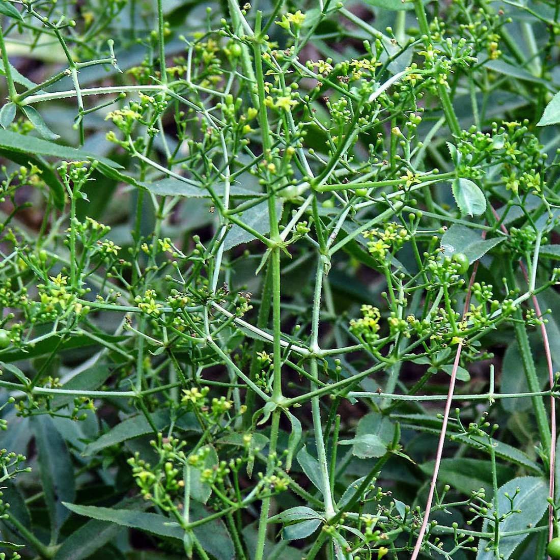 MADDER Root 4oz 113g ORGANIC Dried Bulk Herb Rubia - Etsy