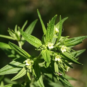 EUROPEAN GROMWELL Seeds 1lb 454g ORGANIC Dried Bulk Herb, Lithospermum ...