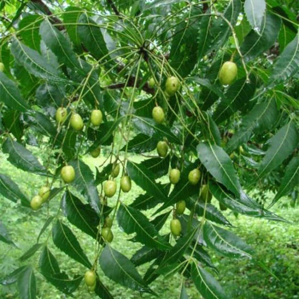 NEEM Bark 1lb 454g ORGANIC Dried Bulk Herb Azadirachta - Etsy