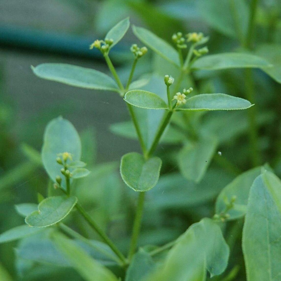 MADDER Root 4oz 113g ORGANIC Dried Bulk Herb Rubia - Etsy