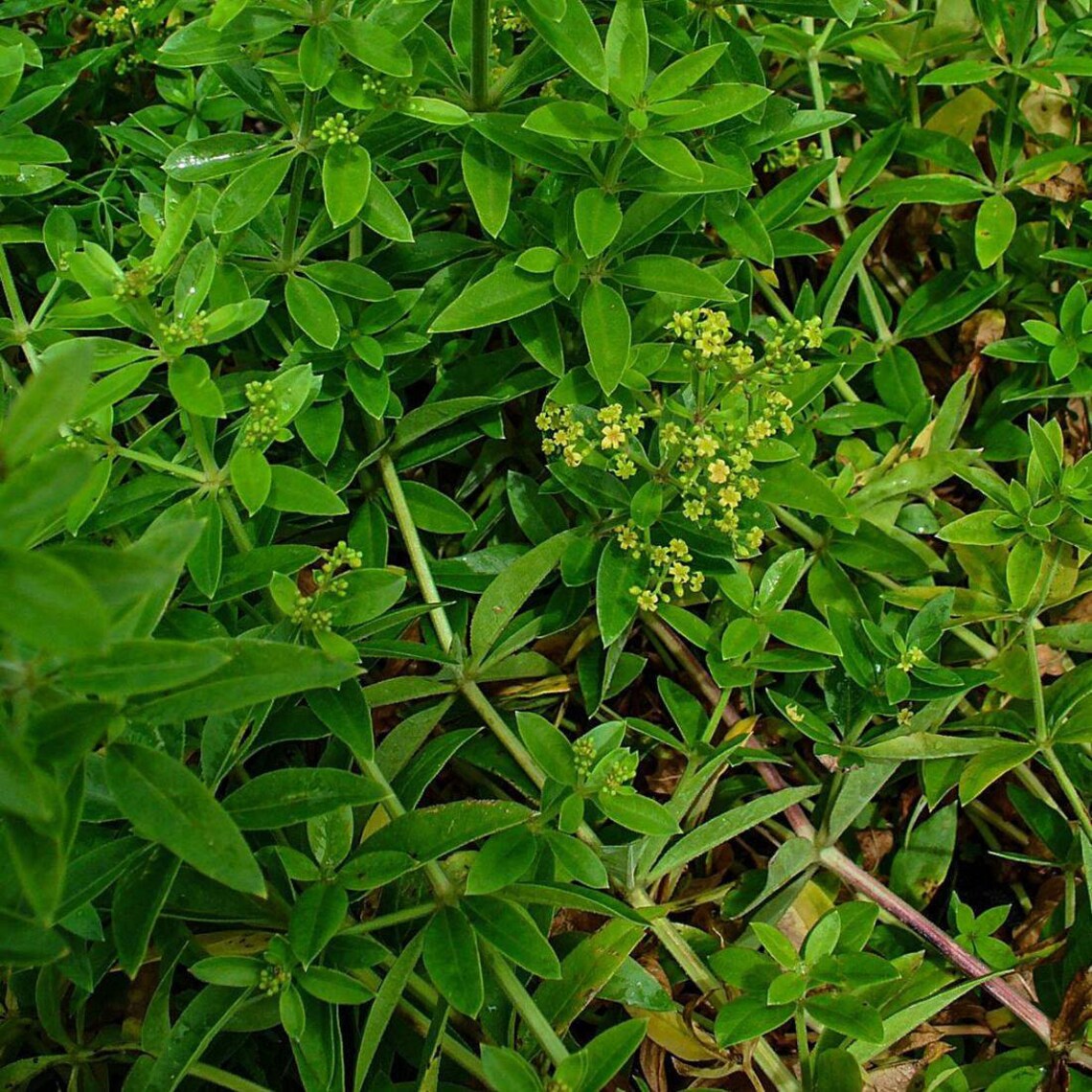 MADDER Root 4oz 113g ORGANIC Dried Bulk Herb Rubia - Etsy