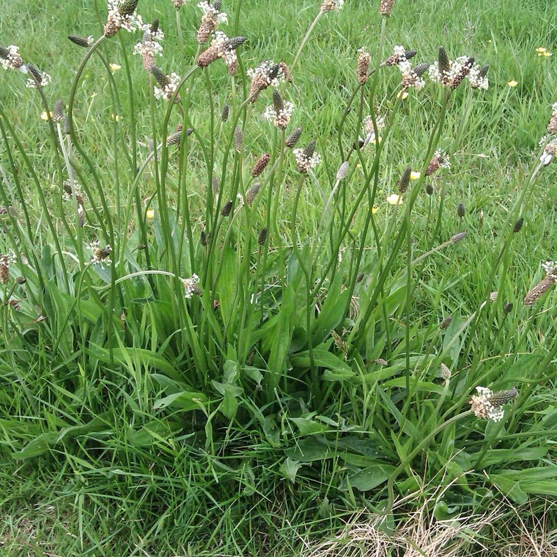 ENGLISH PLANTAIN Leaf 1lb 454g ORGANIC Dried Bulk Herb - Etsy