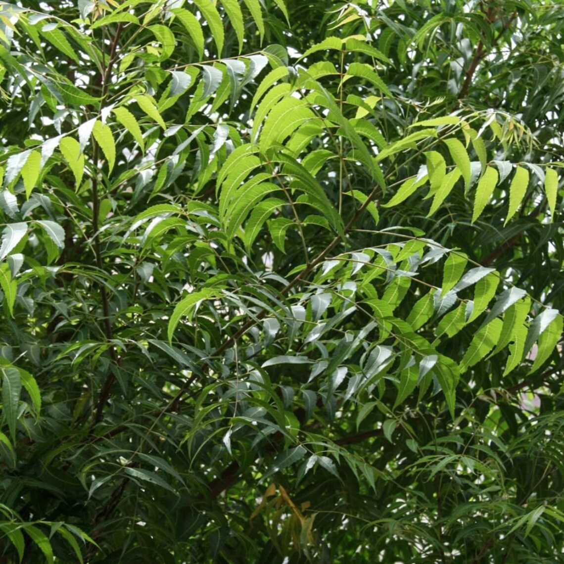 NEEM Bark 1lb 454g ORGANIC Dried Bulk Herb Azadirachta | Etsy