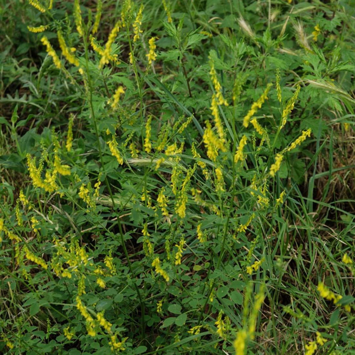 MELILOT Herb 4oz 113g ORGANIC Dried Bulk Tea Melilotus - Etsy