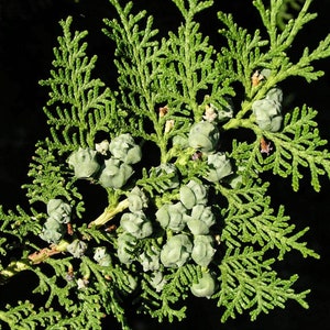 Bonus 15% THUJA Leaf 2lb 907g ORGANIC Dried Bulk Herb, Thuja Orientalis ...