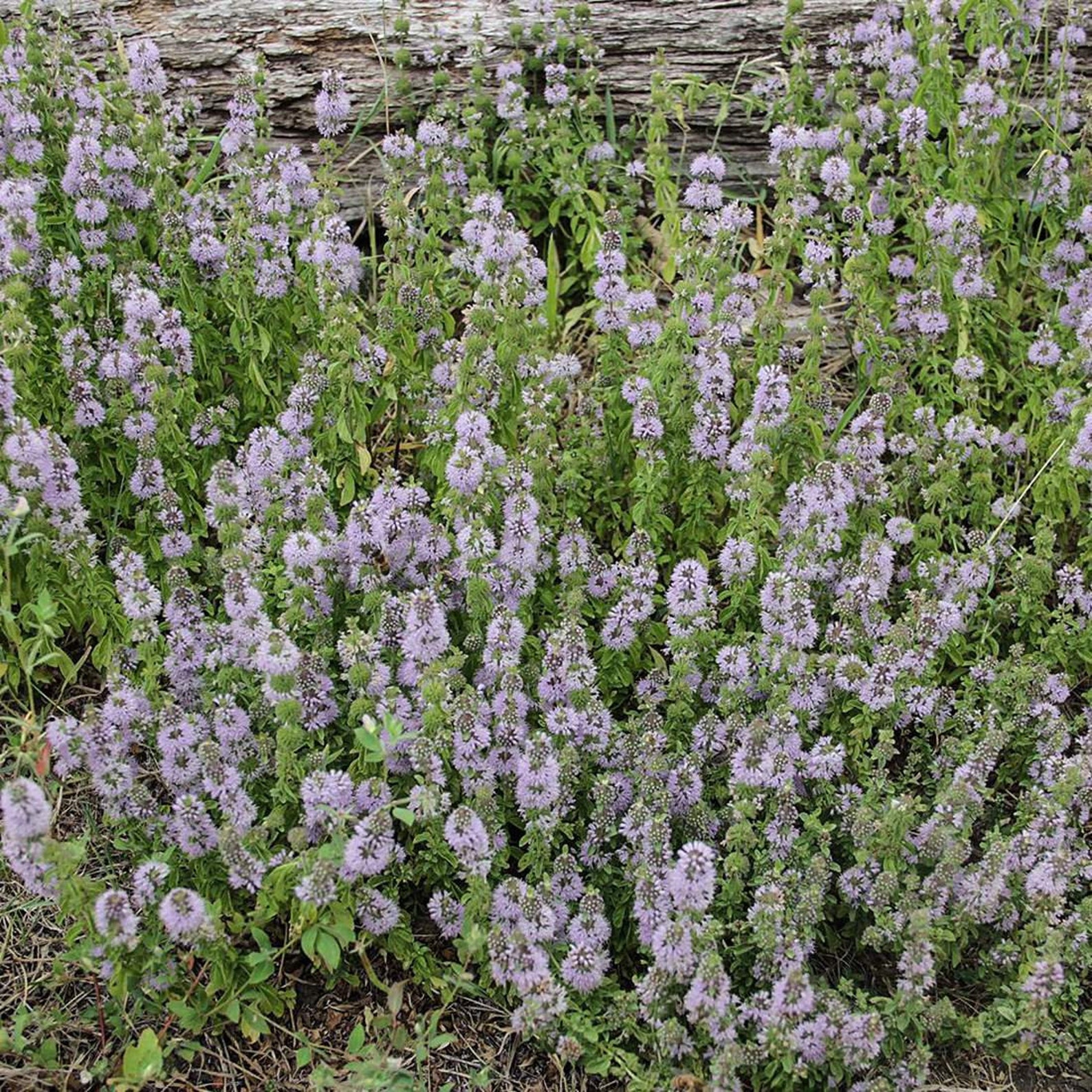 PENNYROYAL Herb 4oz 113g ORGANIC Dried Bulk Tea Mentha | Etsy
