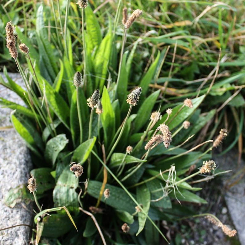 ENGLISH PLANTAIN Leaf 1lb 454g ORGANIC Dried Bulk Herb | Etsy