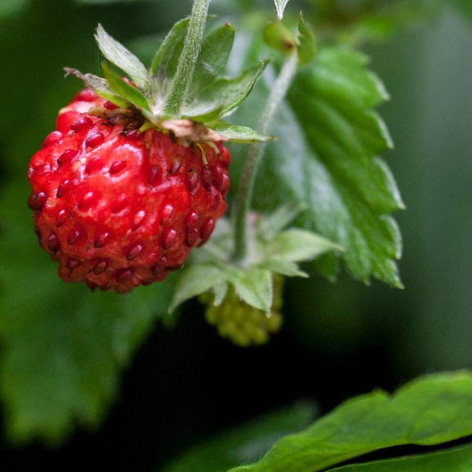 STRAWBERRY Leaf 1lb 454g ORGANIC Dried Bulk Herb Fragaria - Etsy