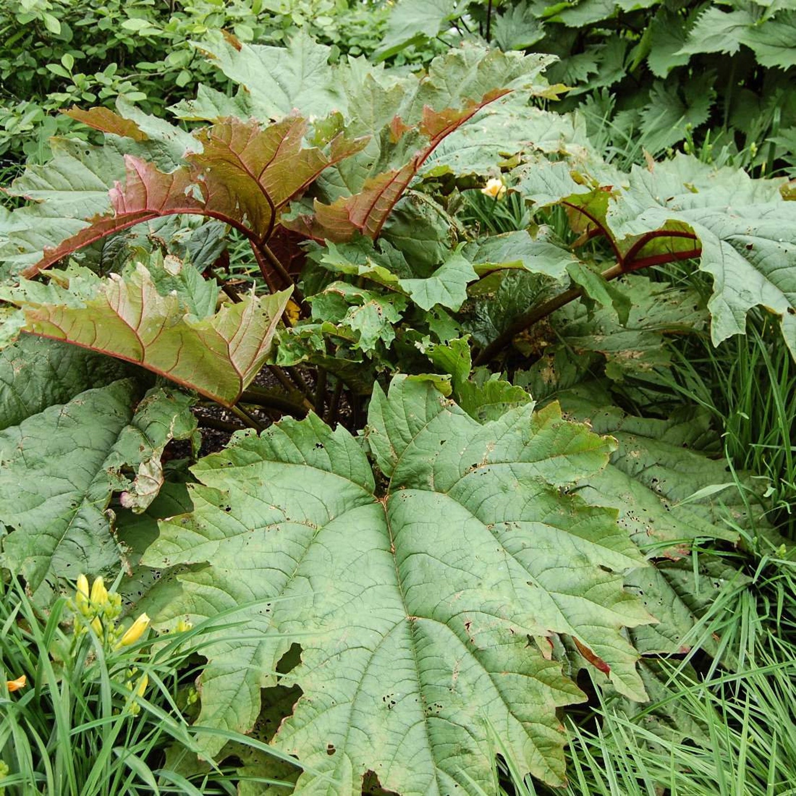 RHUBARB Root 1lb 454g ORGANIC Dried Bulk Herb Rheum - Etsy