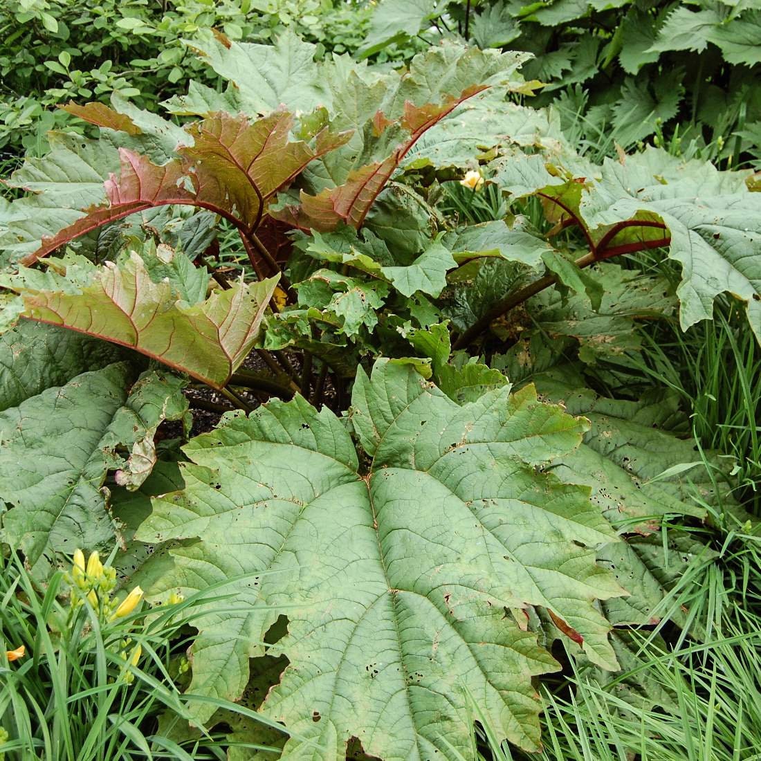 RHUBARB Root 1lb 454g ORGANIC Dried Bulk Herb Rheum | Etsy