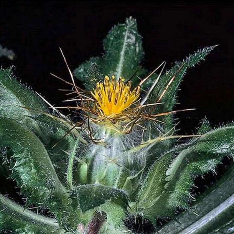 BLESSED THISTLE Herb 8oz 227g ORGANIC Dried Bulk Tea Cnicus - Etsy