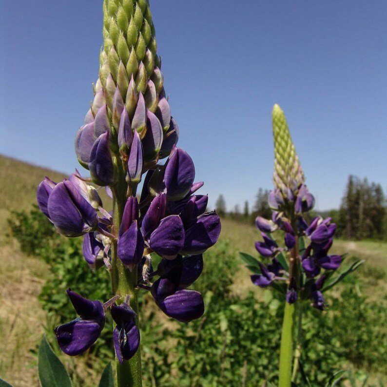 LUPINE Seeds Powder 8oz 227g ORGANIC Dried Bulk Herb - Etsy