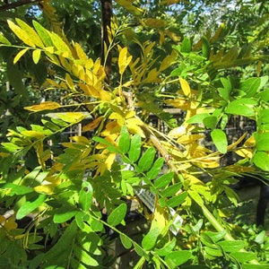 HONEY LOCUST Berries 1lb 454g ORGANIC Dried Bulk Herb, Gleditsia ...