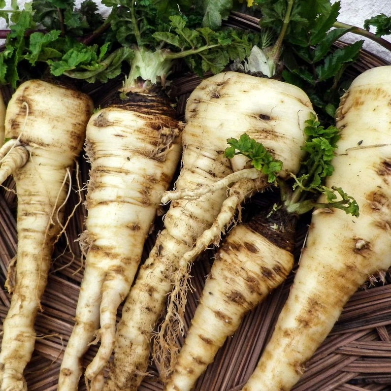 PARSNIP Root 4oz 113g ORGANIC Dried Bulk Herb Pastinaca | Etsy