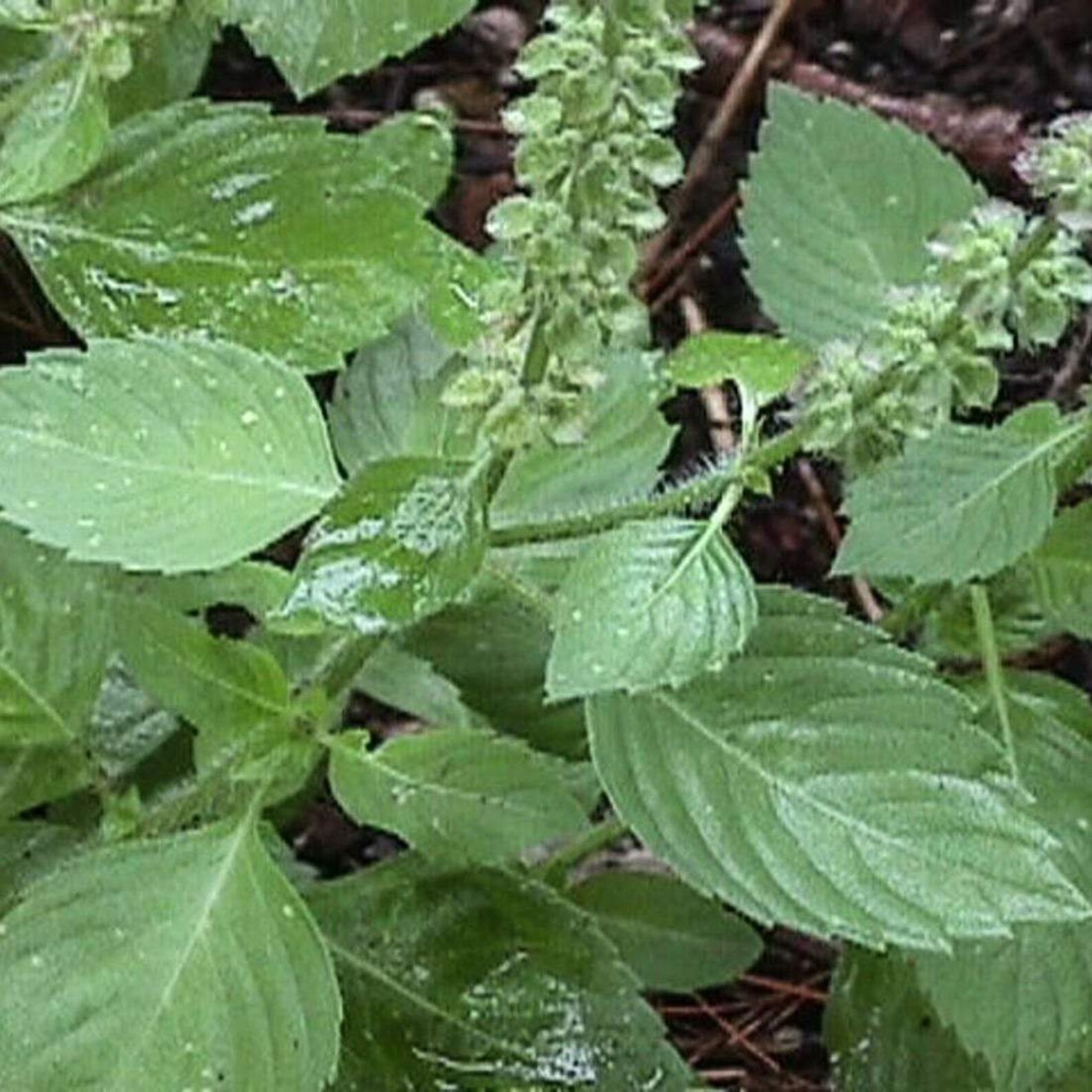 TULSI Flower Powder 8oz 227g ORGANIC Dried Bulk Herb Ocimum - Etsy