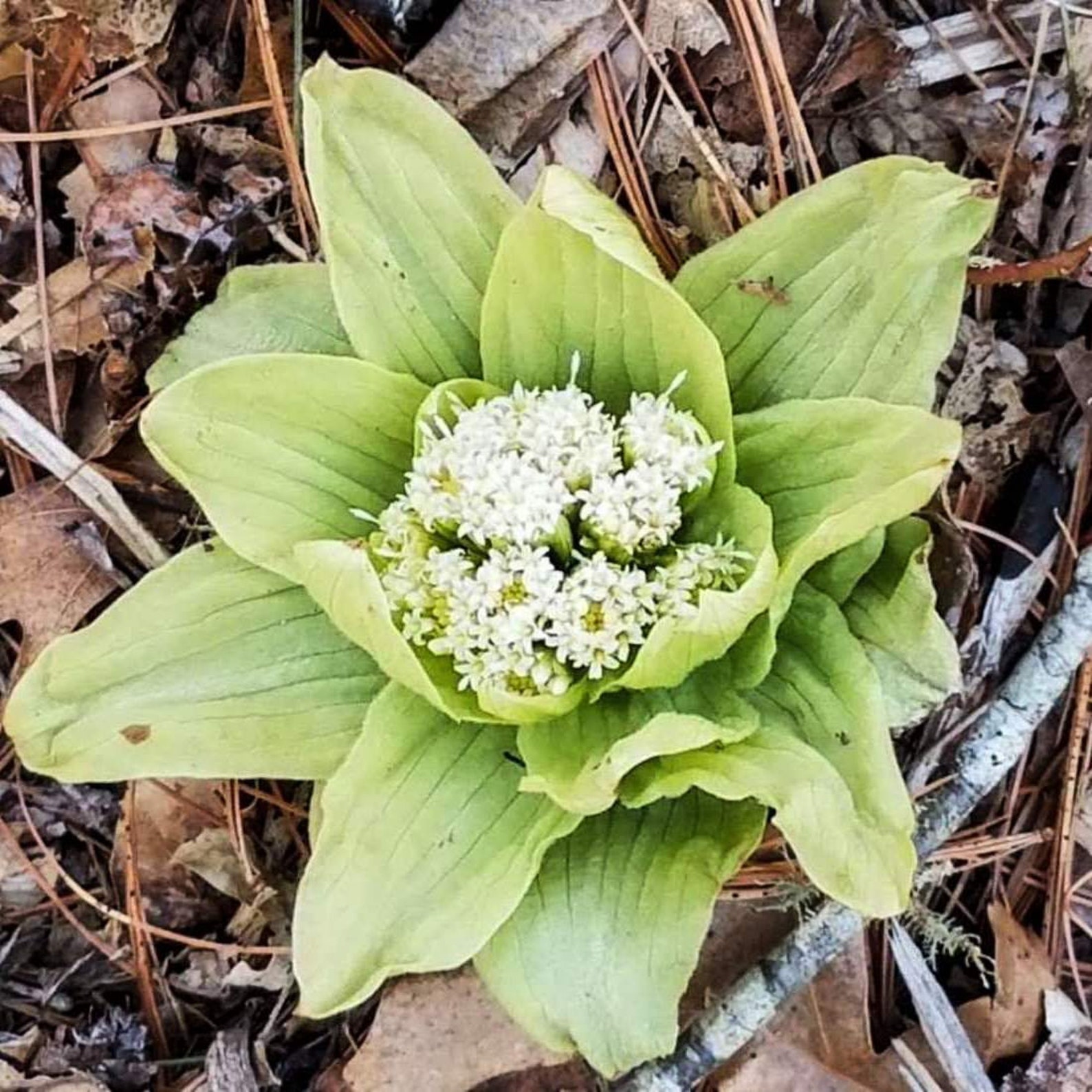 BUTTERBUR Root 4lb 1814g ORGANIC Dried Bulk Herb Petasites - Etsy