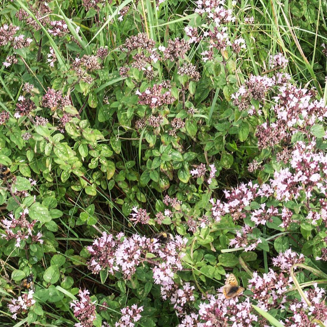 MAJORANA Leaf 4oz 113g ORGANIC Dried Bulk Spice Origanum - Etsy