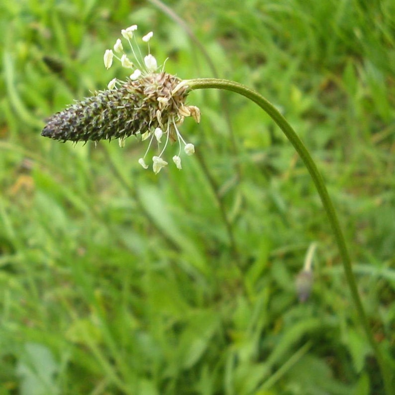 ENGLISH PLANTAIN Leaf 1lb 454g ORGANIC Dried Bulk Herb - Etsy