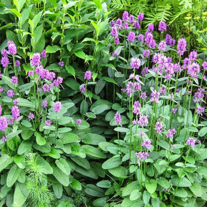 WOOD BETONY Root 1lb 454g ORGANIC Dried Bulk Herb Stachys - Etsy