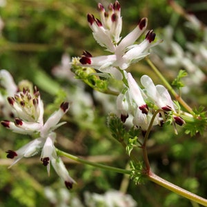 FUMITORY Herb ORGANIC Dried Bulk Tea, Fumaria Spp Herba /available Qty ...