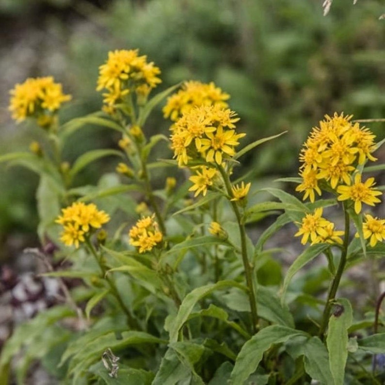 GOLDENROD Herb 2oz 57g ORGANIC Dried Bulk Tea Solidago | Etsy