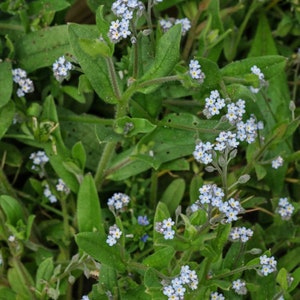 Forget Me Not Herb 2oz 57g ORGANIC Dried Bulk Tea, Myosotis Arvensis ...