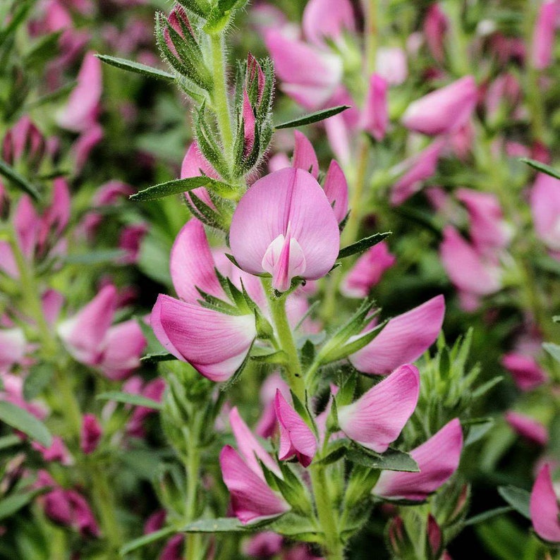 RESTHARROW Root 1lb 454g ORGANIC Dried Bulk Herb Ononis - Etsy