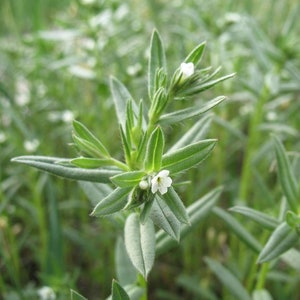 EUROPEAN GROMWELL Seeds 1lb 454g ORGANIC Dried Bulk Herb, Lithospermum ...