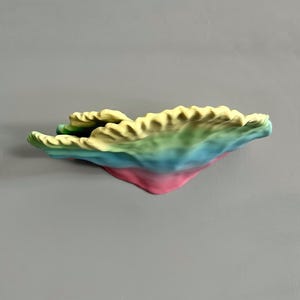 Floating Coral Shelf “montipora Capricornis” Bundle Set, Glow in the ...