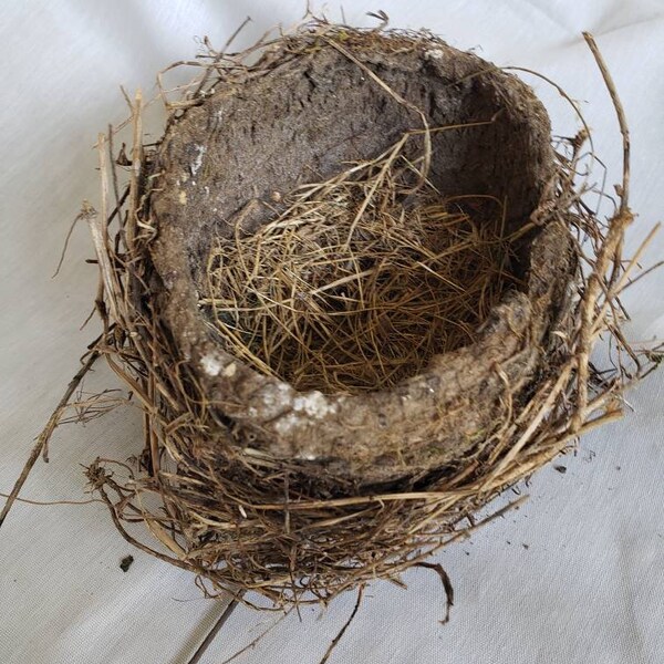 Real Birds Nest - Etsy