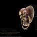 Skull Knocker Door Knocker Skull Sculpture in Brass Skeleton - Etsy