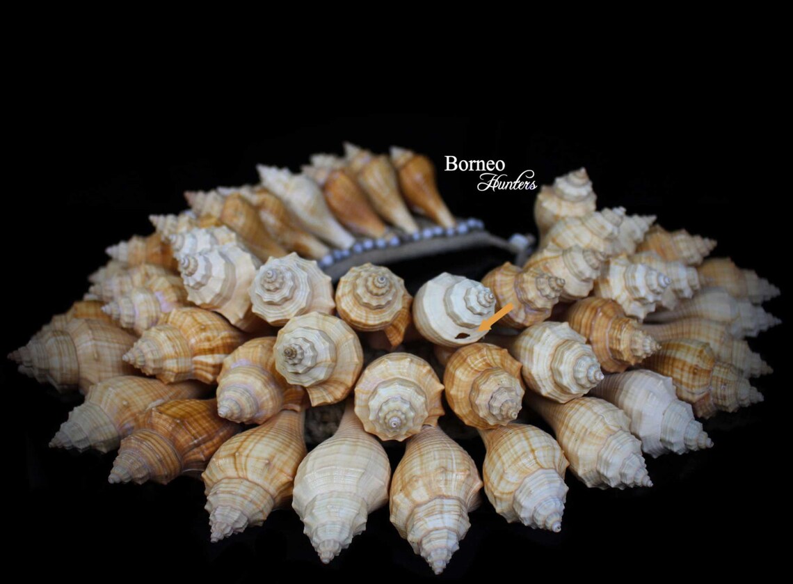 Papuan Cream Curled Shell and Seed Necklacetribal New Guinea - Etsy