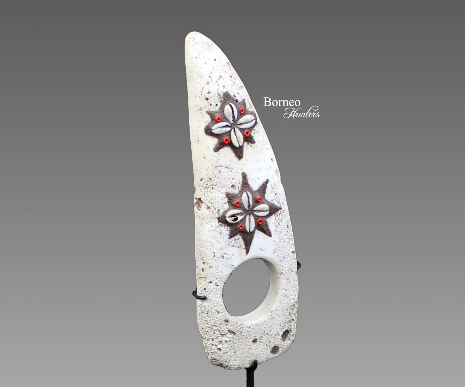 Papua Shell Money New Guinea 9.3currency Shell Boiken | Etsy