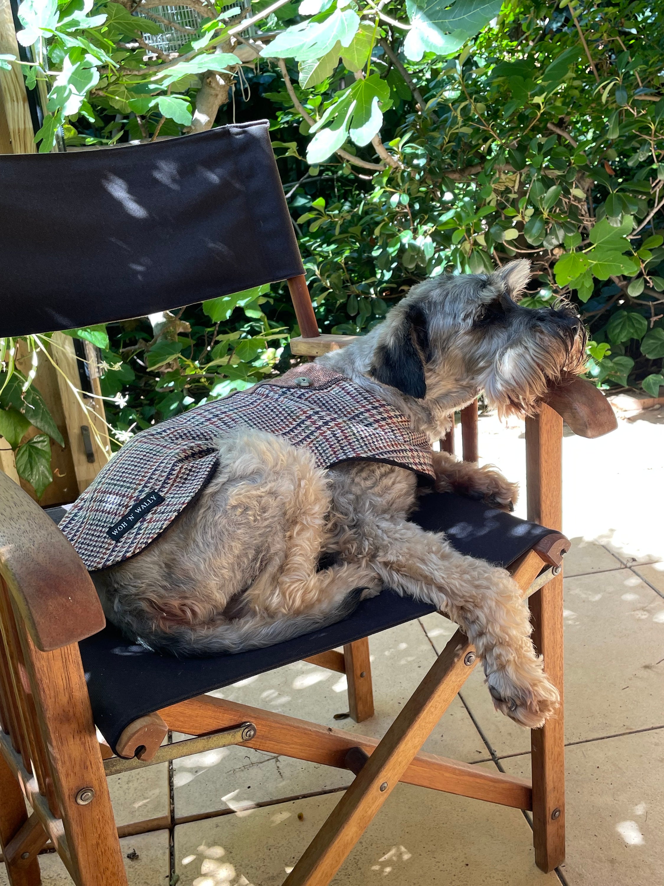 Medium Wool Tweed Dog Coat With Tan Wool Trim. - Etsy