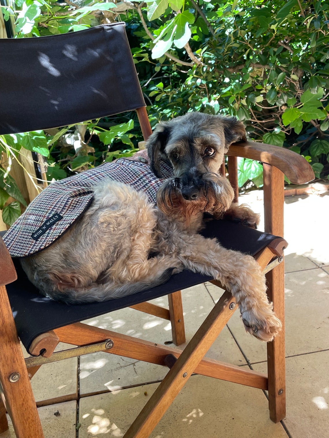 Medium Wool Tweed Dog Coat With Tan Wool Trim. - Etsy