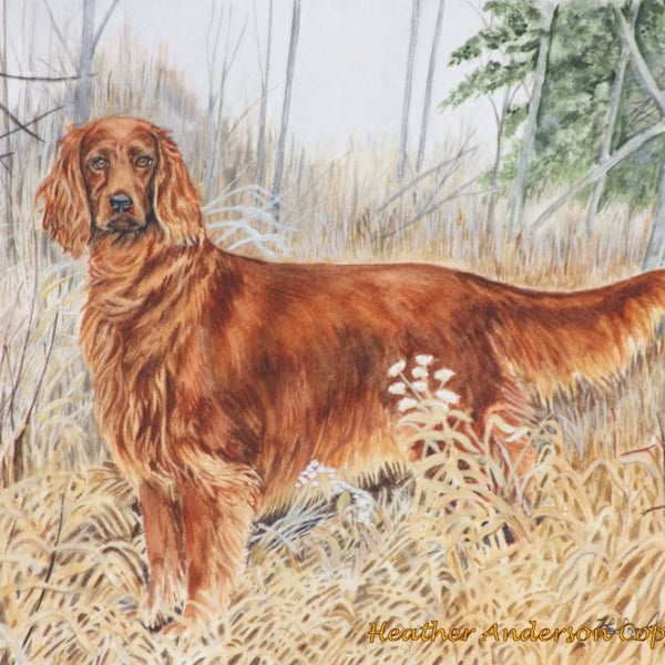 Irish Setter Print - Etsy