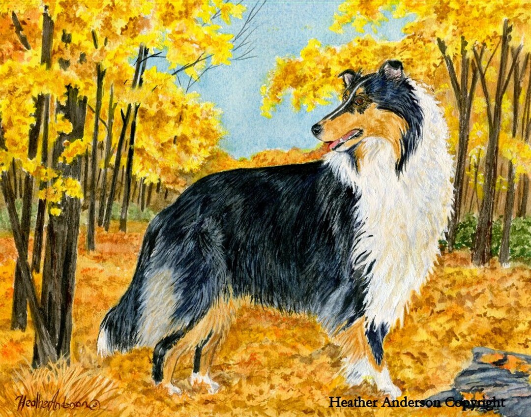 Collie Giclee Print, Tricolour, this Way, 8x10, From Artist's Hand ...