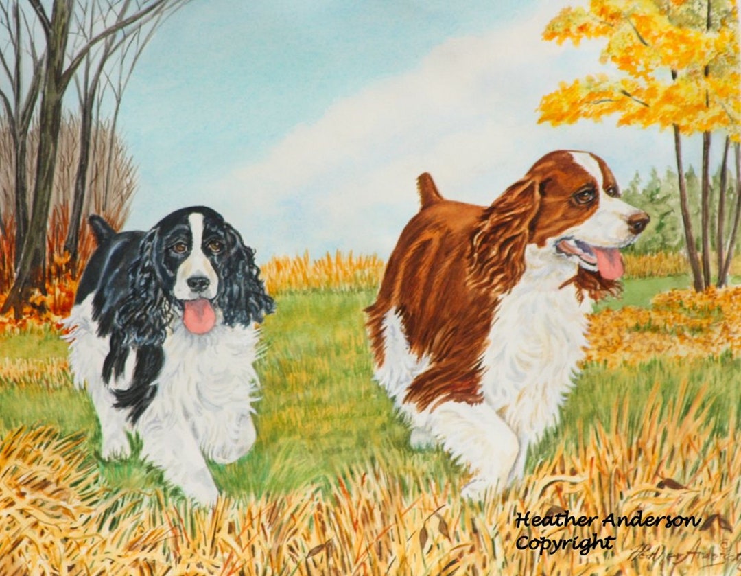 2 English Springer Spaniels Art Print 8x10 looking for - Etsy